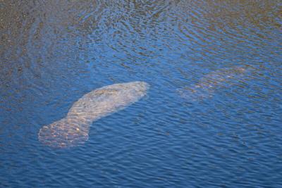Florida manatees to keep 'threatened' tag | Local News ...