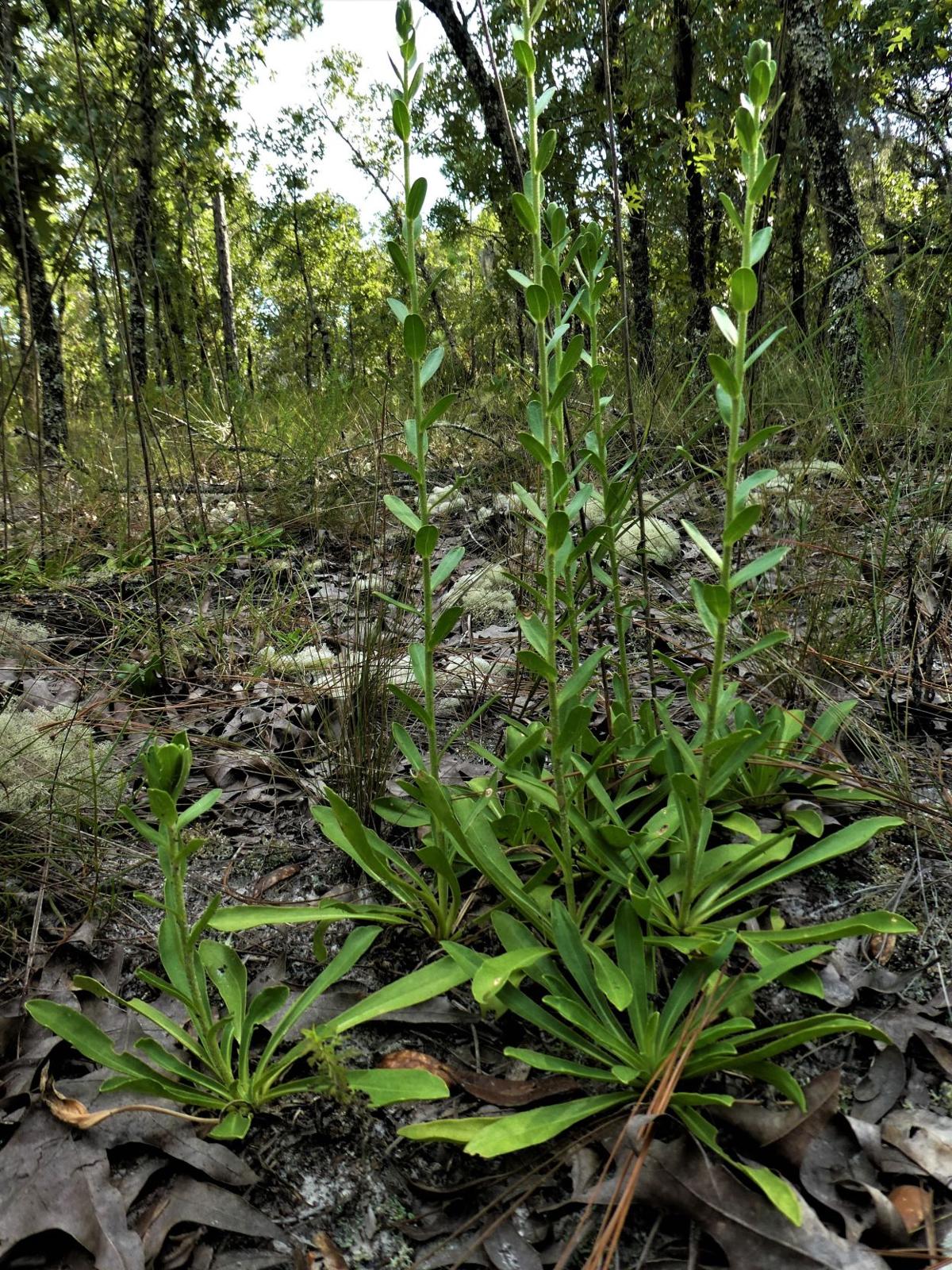 Native Florida Paintbrush | Real Estate | chronicleonline.com