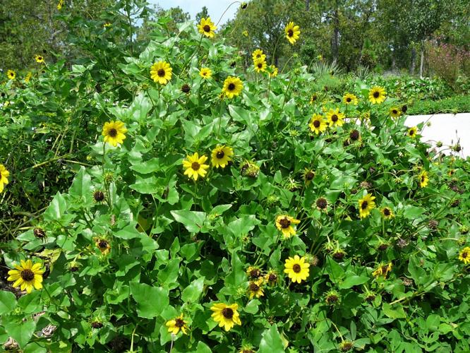 Sunflowers in the garden | Real Estate | chronicleonline.com
