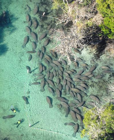 Tough year for manatees: Red tide, watercraft strikes and the ESA under ...