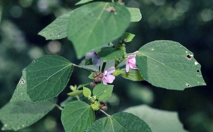 Drag and bag: Pull those invasive weeds out by the roots | Real Estate ...