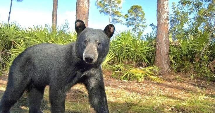 FWC calls 2025 bear hunt successful | Florida News | chronicleonline.com