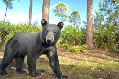 florida bear attack victim