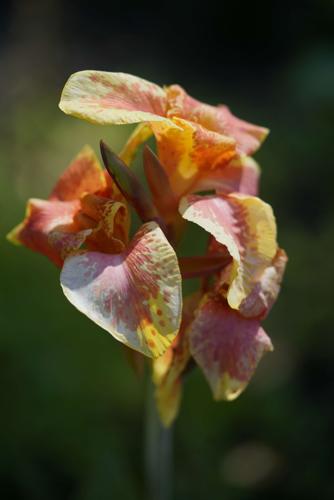 Art Center Camera Club photographs Cedar Lake | Lifestyle ...