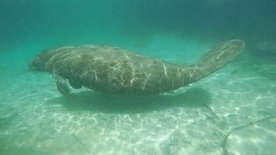Go slow, look out below when on the water this Manatee Awareness Month ...