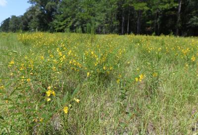 Exploring Partridge Peas as Summer fades | Local News | chronicleonline.com
