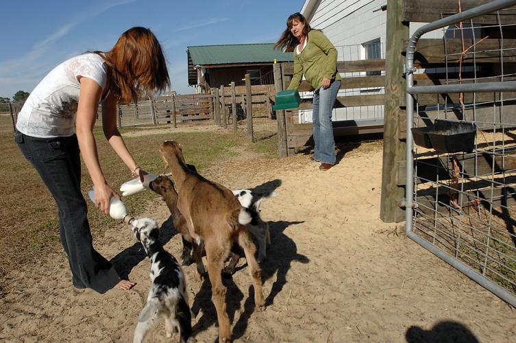 Kidding around: Goat farmers expecting bumper crop of cute, hungry new ...