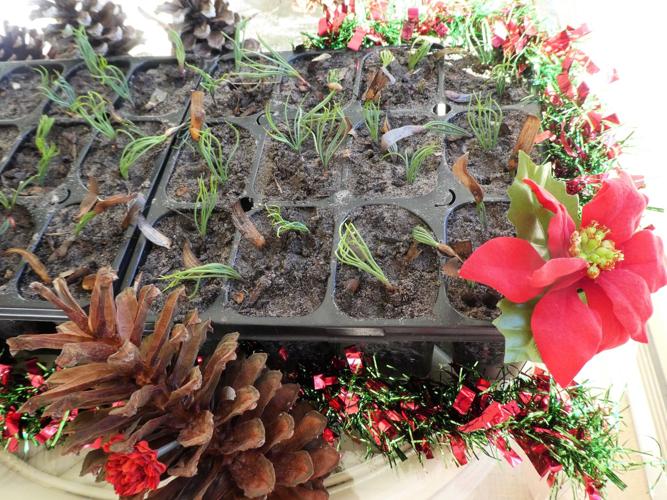 longleaf pine tree seeds