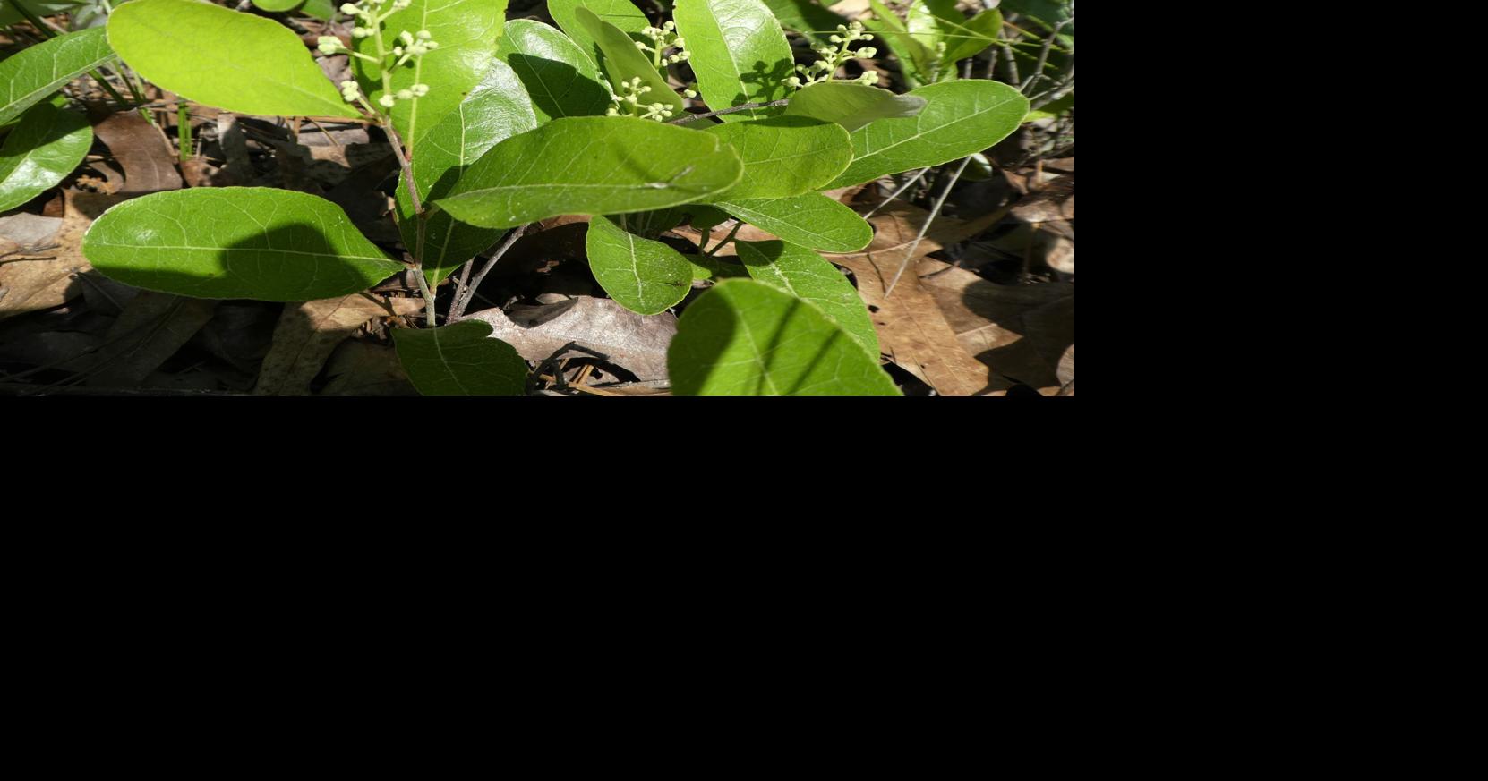 Gopher apple in Florida | Real Estate | chronicleonline.com