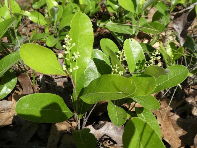 Gopher apple in Florida | Real Estate | chronicleonline.com