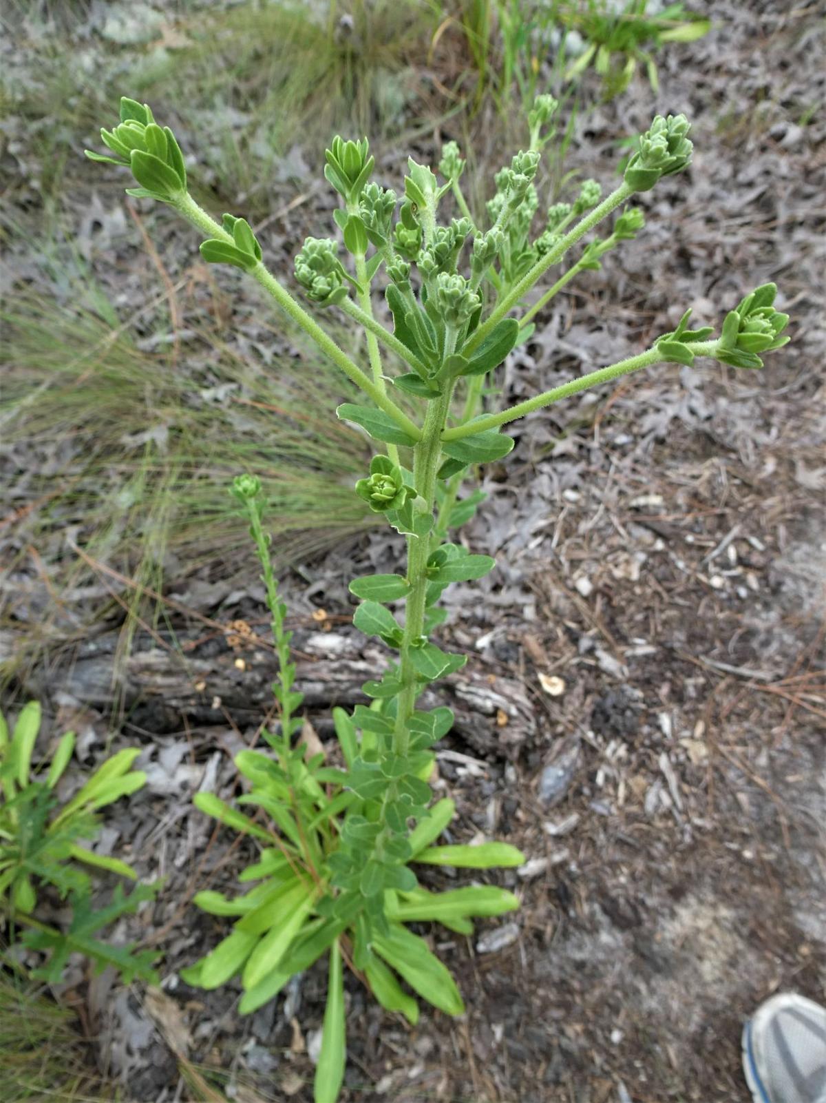 Native Florida Paintbrush | Real Estate | chronicleonline.com