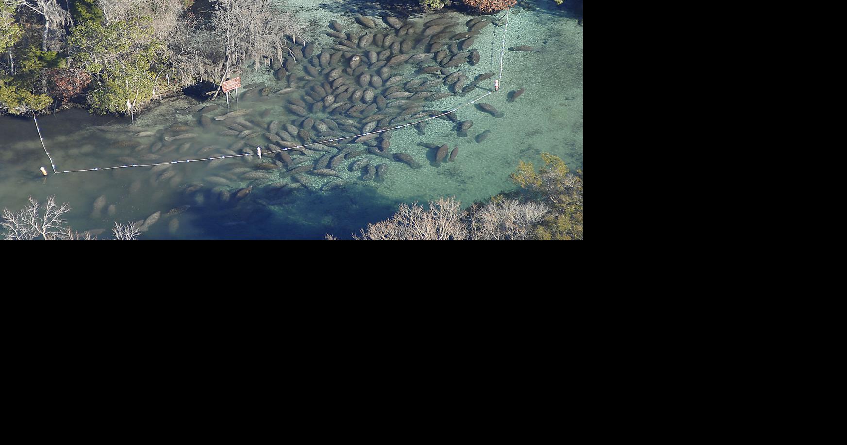 Cool crowds: Record manatee numbers at Three Sisters | Local News ...