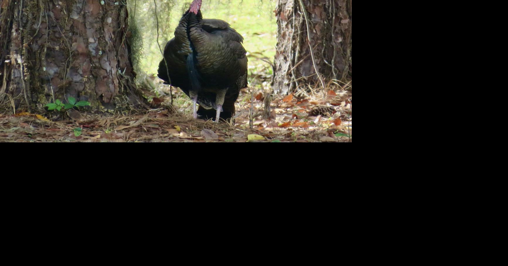 Oak Run Living | | chronicleonline.com