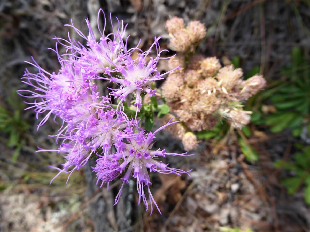 Native Florida Paintbrush | Real Estate | chronicleonline.com