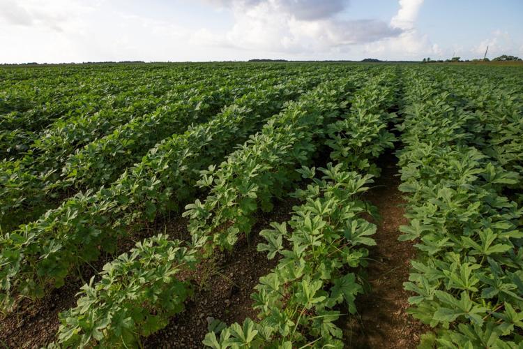 Is okra rising from a kitchen, home garden staple to a ‘Food is ...