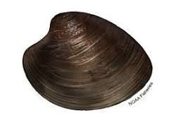 Turkey season starts soon, whopper clam believed to be over 200 years ...