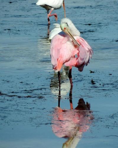 Capturing Wild Florida: Photographer Gary Kuhl shares award-winning ...