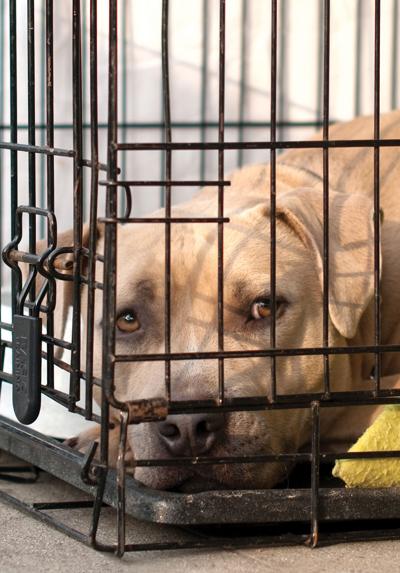 Benefits of crates, carriers for jet-set pets | Lifestyle ...