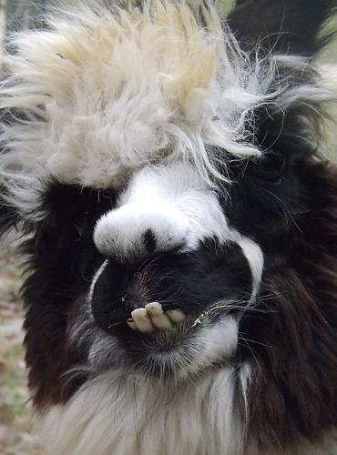 Alpaca's best friend | Local News | chronicleonline.com