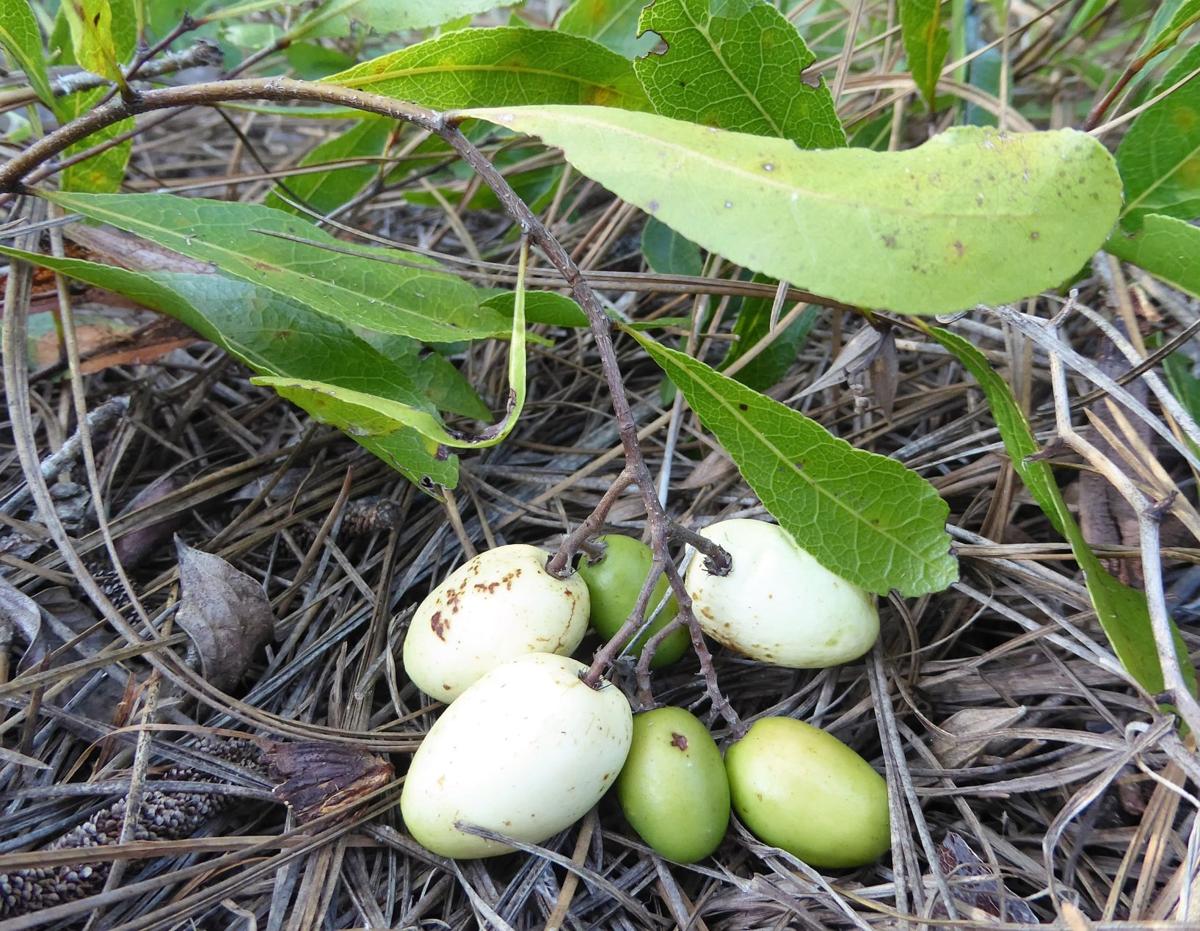 Gopher apple in Florida | Real Estate | chronicleonline.com