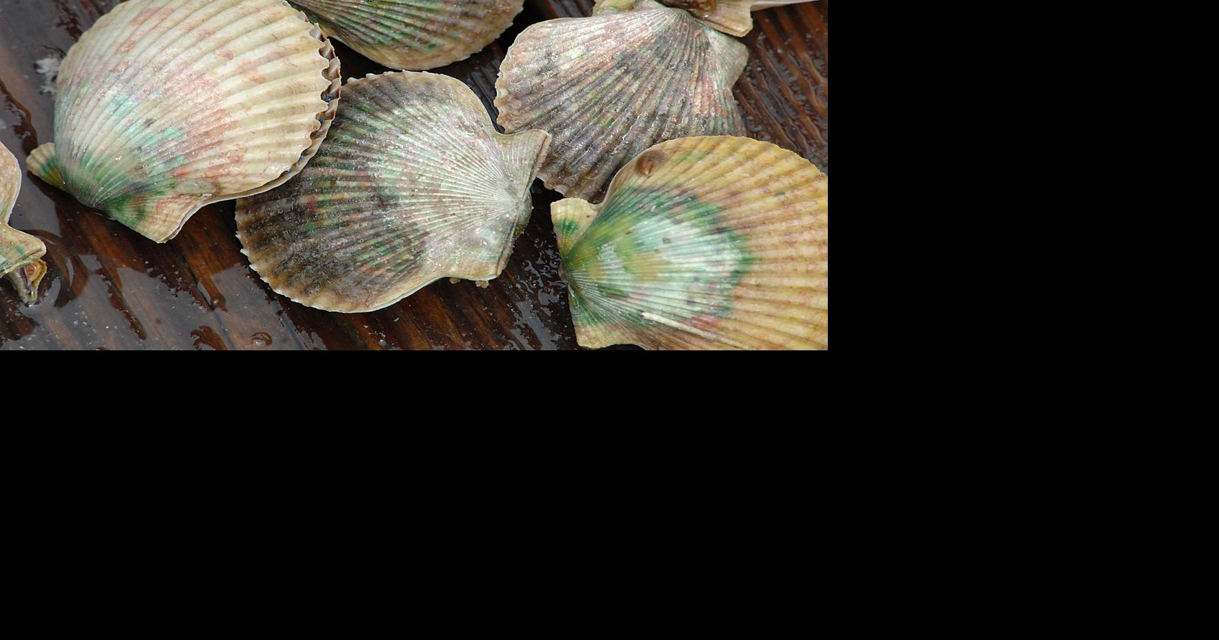 Scott favors early scallop season | Local News | chronicleonline.com