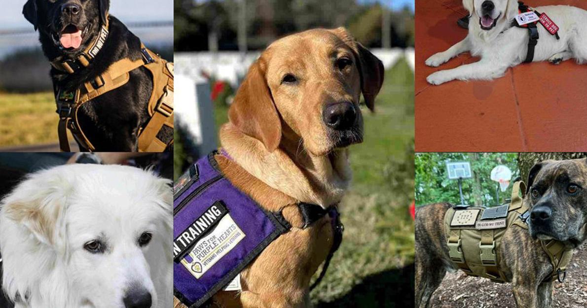 Meet 5 PTSD service dogs changing the lives of veterans | Veterans ...