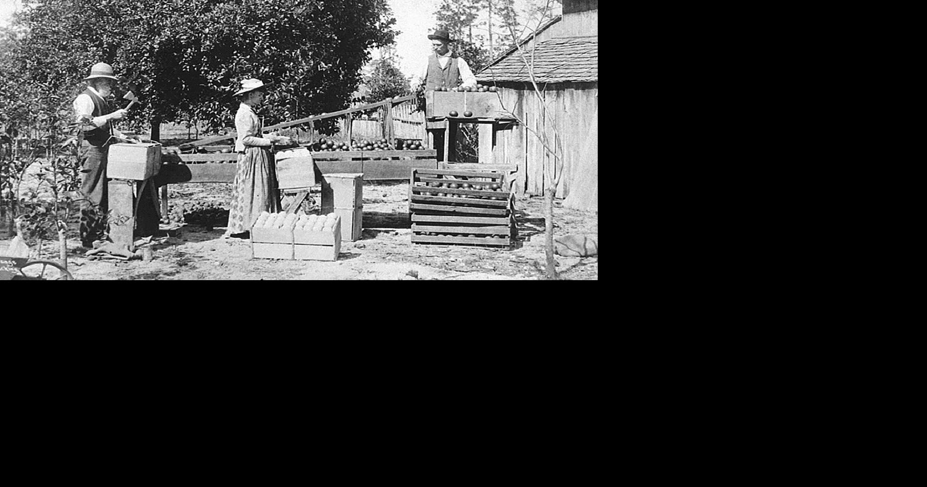 Fruit Sorter | Community | chronicleonline.com
