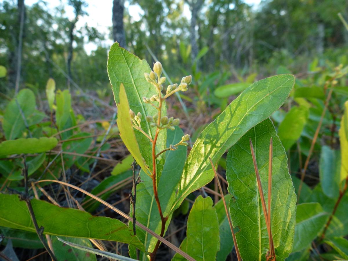 Gopher apple in Florida | Real Estate | chronicleonline.com