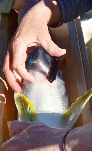Snook study: Collaborative research key to healthy fishery | Local News ...