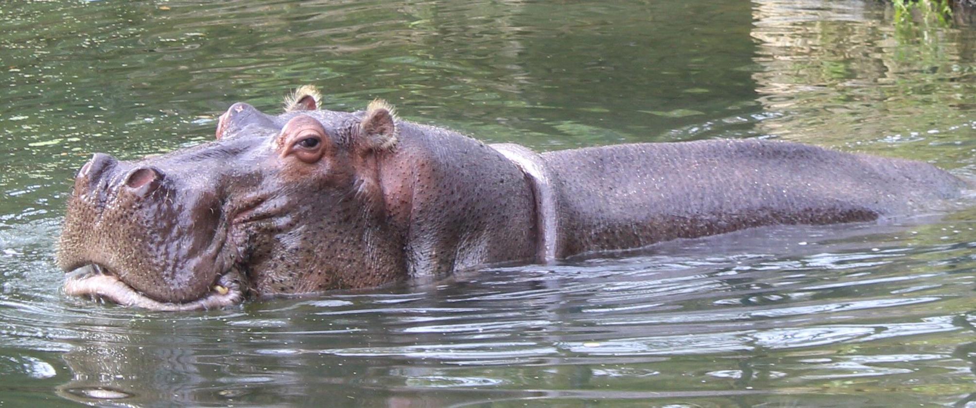 Lu the hippo turns 64 | Local News | chronicleonline.com