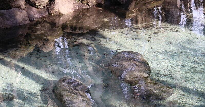 FWC approves change to manatee protection zones in Levy County | Local ...