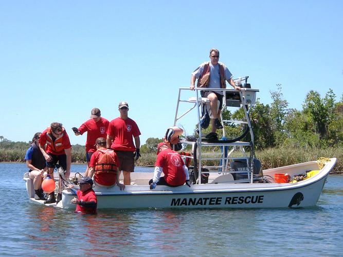 Sick manatee gets help from rescuers, young manatee | Local News ...