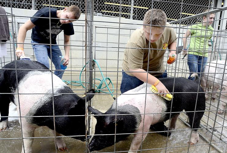 Scrubbing the pigs | Local News | chronicleonline.com