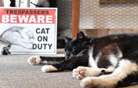 Cat about town: Inverness downtown cat everybody’s friend | Local News ...