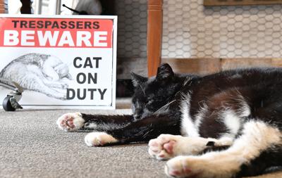 Cat about town: Inverness downtown cat everybody’s friend | Local News ...