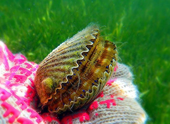 Scallop season opens to big crowds | Local News | chronicleonline.com