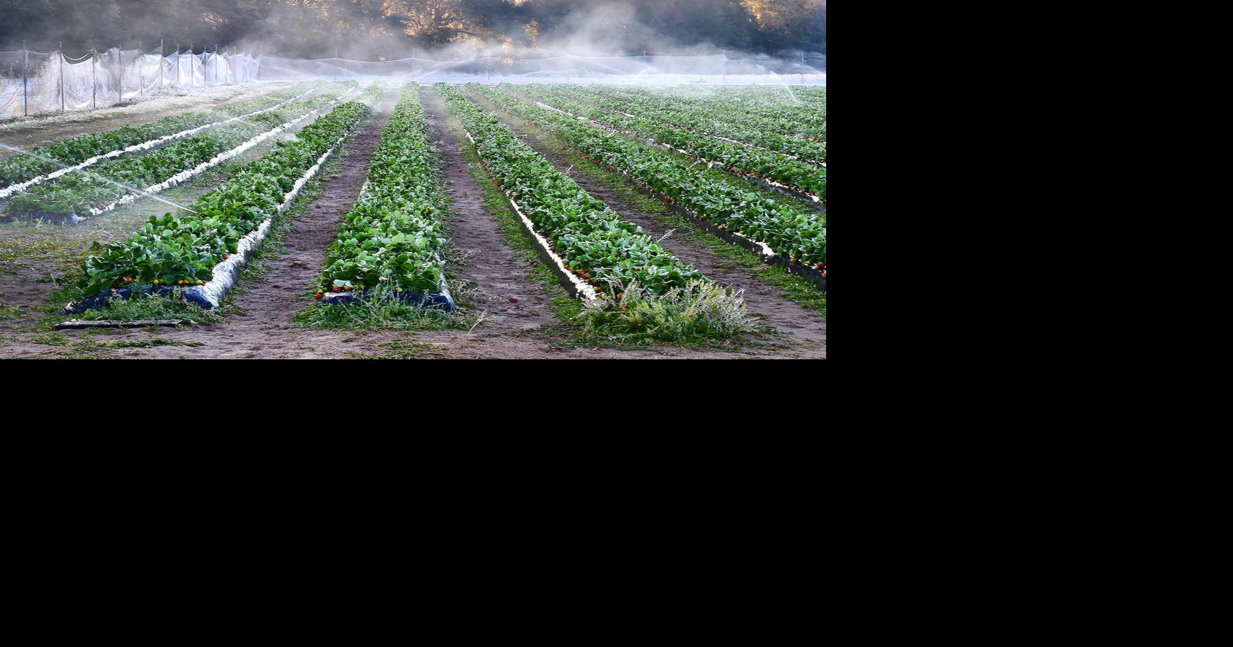 Freezing temps to hit Citrus | Local News | chronicleonline.com