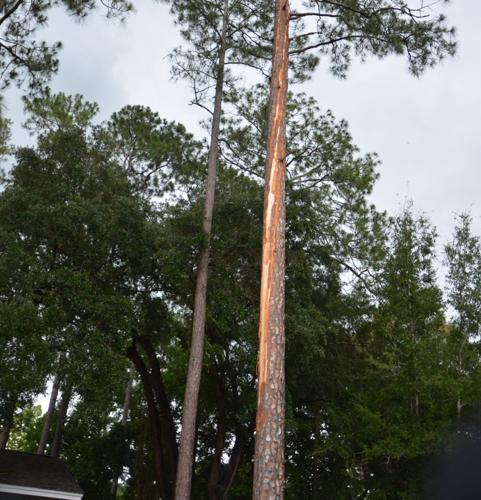Thunderstorms pose danger to trees and structures | Local News ...