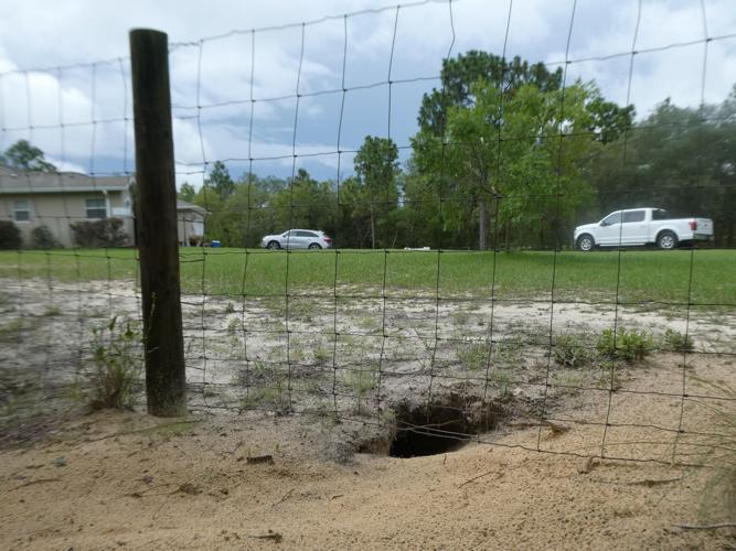 Gopher apple in Florida | Real Estate | chronicleonline.com