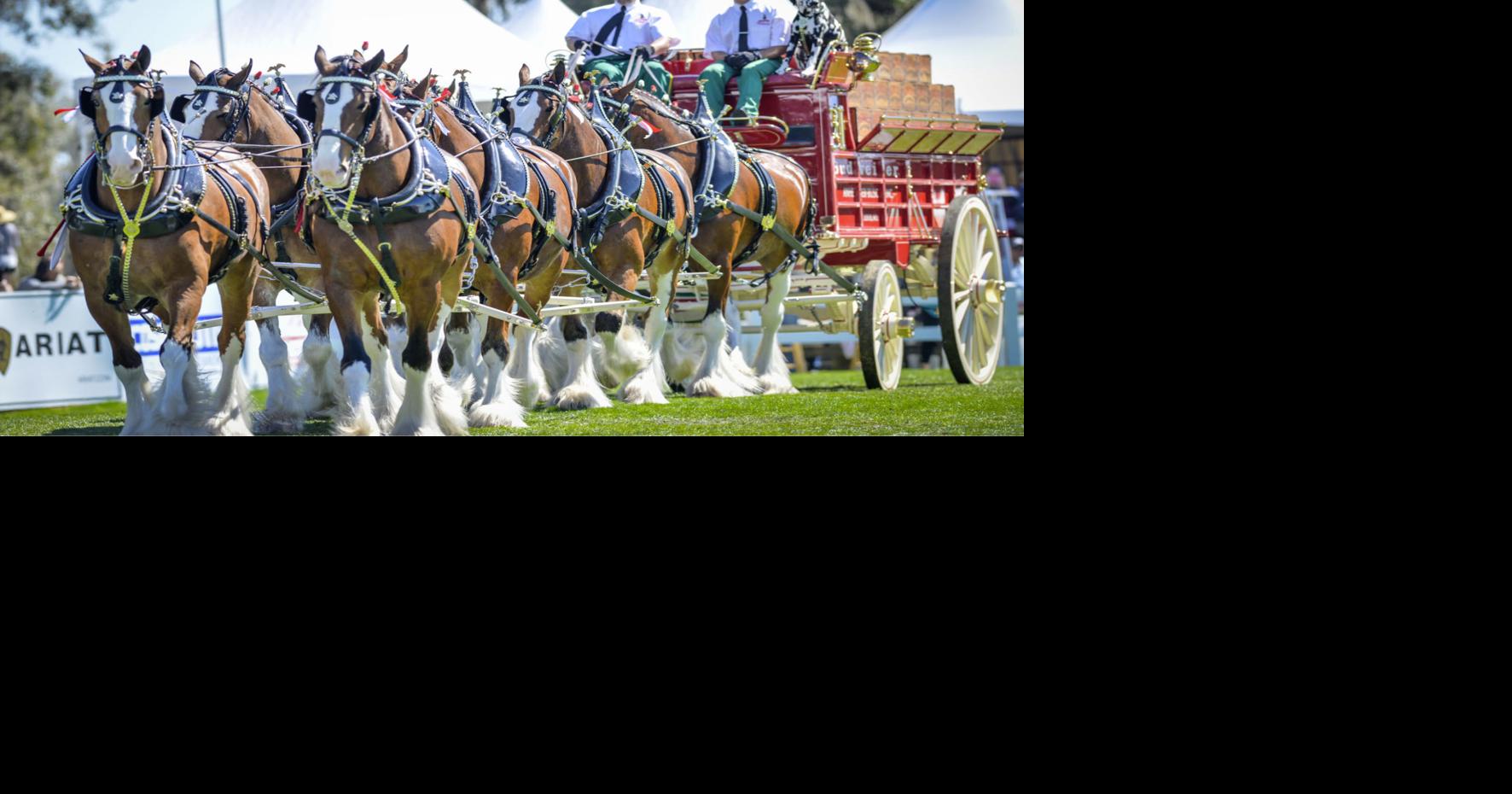 Famous Budweiser Clydesdales gallop into world-class, local horse show ...