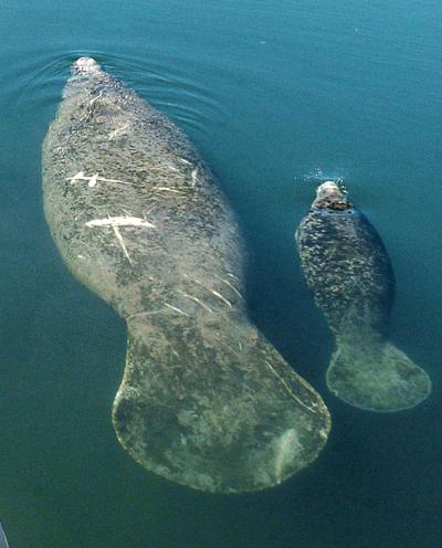 IT’S A SPLASH! | Entertainment in Citrus County | chronicleonline.com