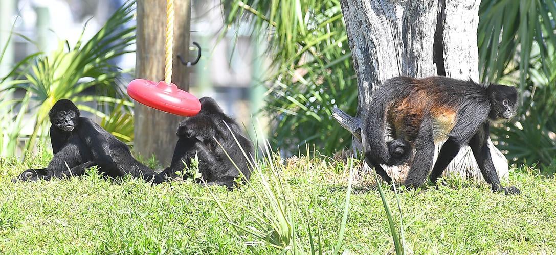 Monkeys return to Monkey Island | Local News | chronicleonline.com