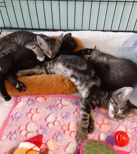 Precious Paws to hold special adoption event | Lifestyle ...