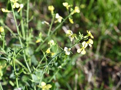 Wild Radish | Local News | chronicleonline.com