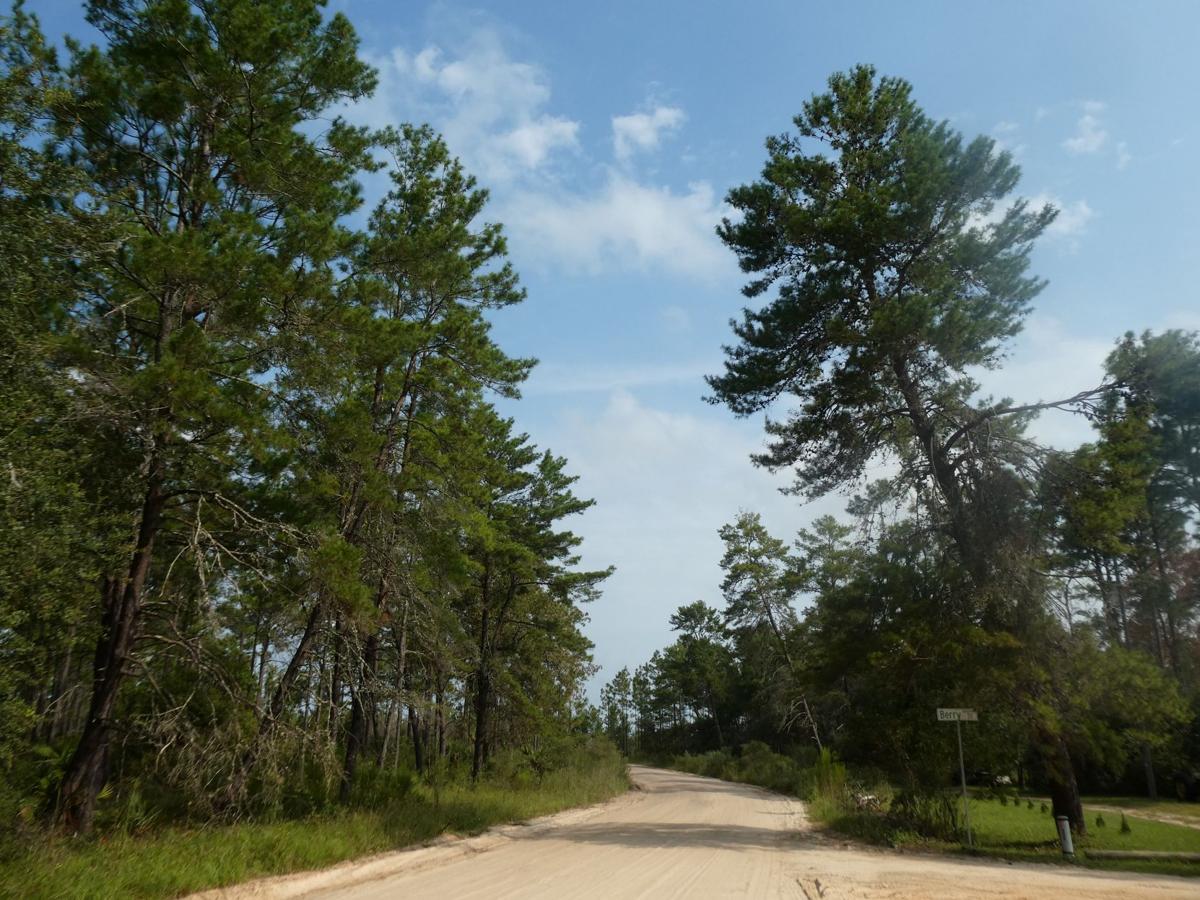 Common Florida pine trees | Real Estate | chronicleonline.com