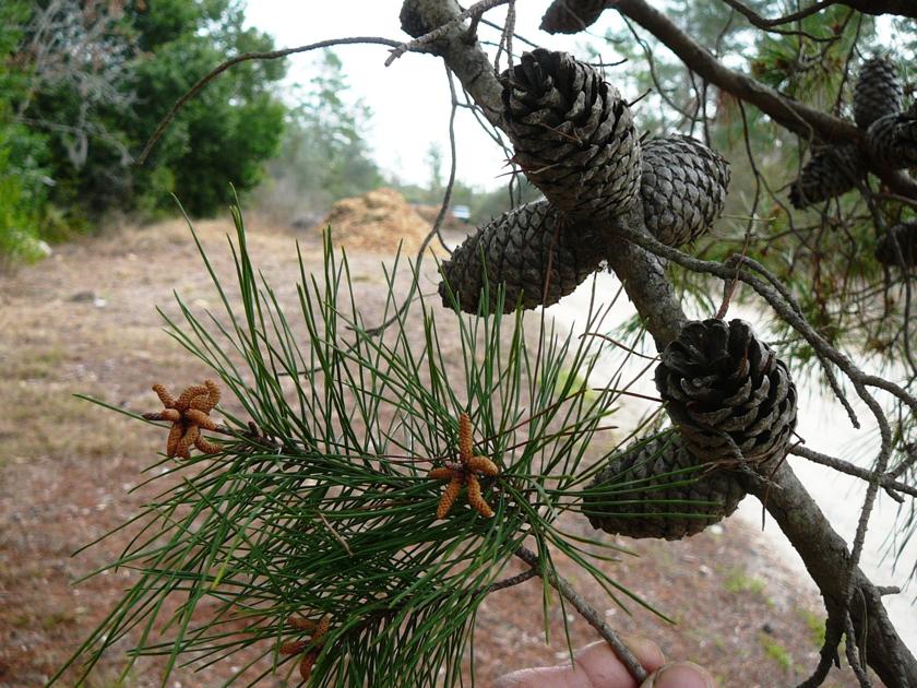 Common Florida pine trees | Real Estate | chronicleonline.com