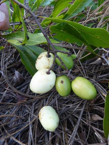 Gopher apple in Florida | Real Estate | chronicleonline.com