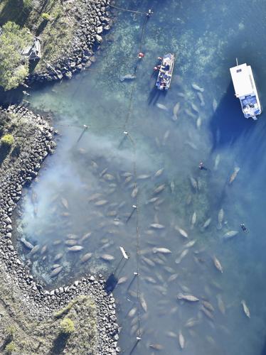 Springs offer comfort, refuge for manatees during cold weather | Local ...
