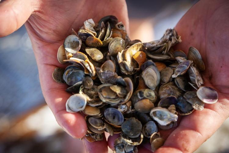 They produce Florida’s clams; to survive climate change, they’re ...