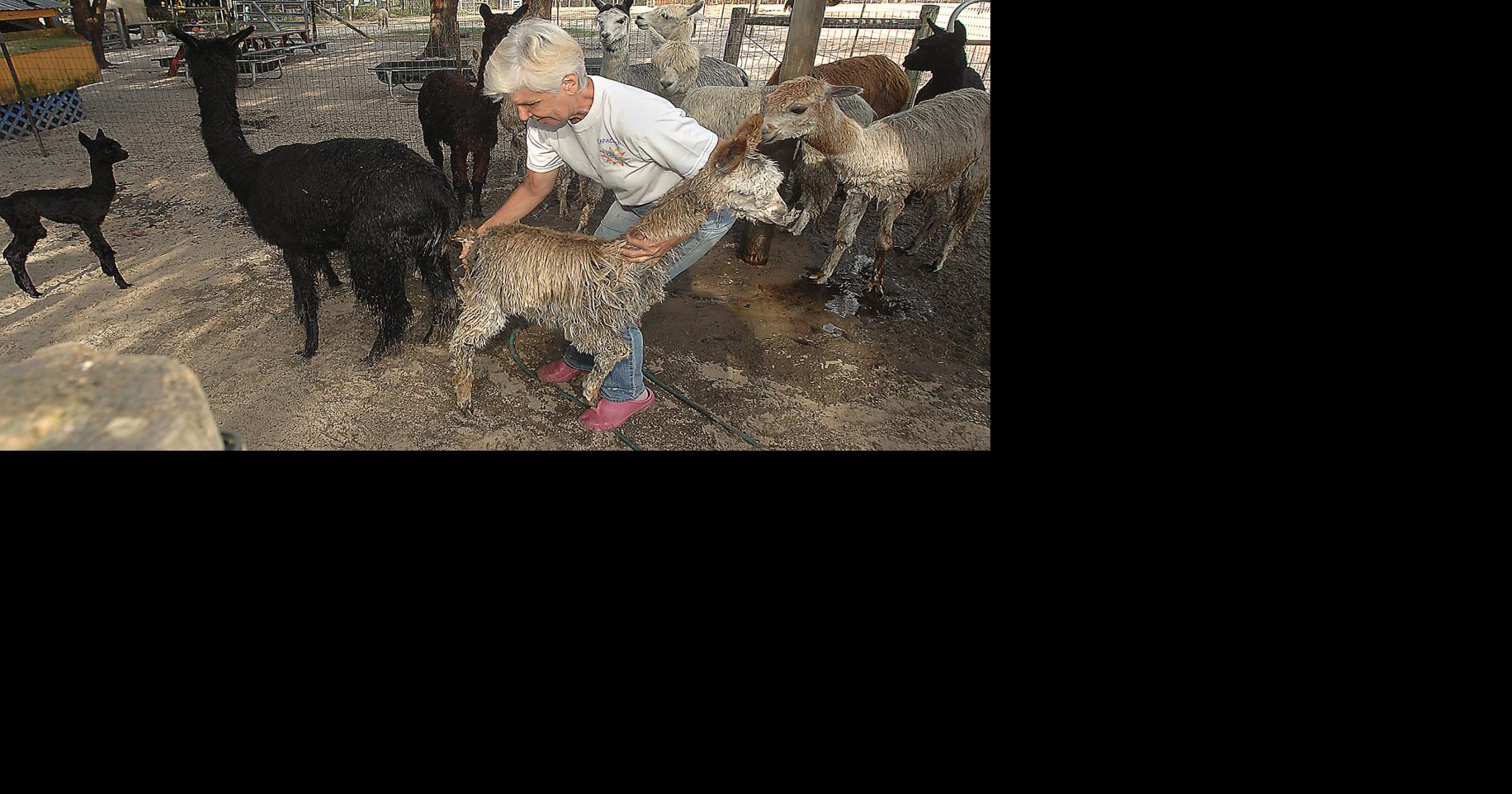 Dogs attack, kill alpacas | Local News | chronicleonline.com